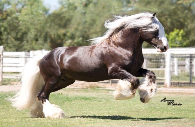 Ciganski Vanner Konj - Princip | Princip