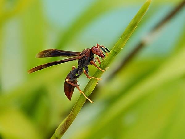 Otrov ose selektivno uništava ćelije raka - Princip.Info | Princip.Info